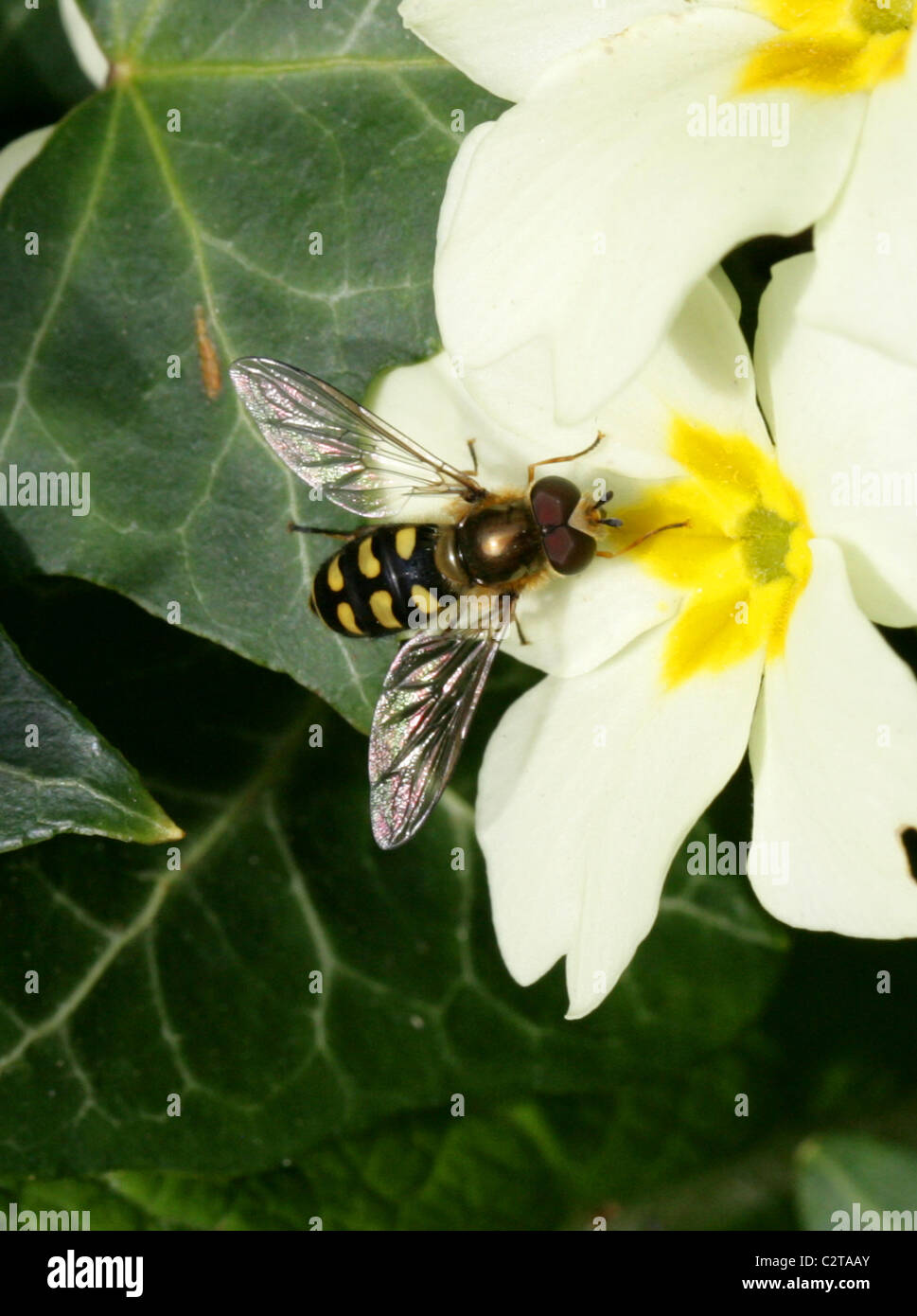 Hoverfly, Eupeodes luniger, Syrphidae, Diptera. Male Stock Photo - Alamy