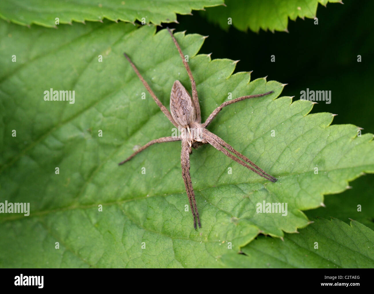 Nursery Web Spider, Pisaura mirabilis, Pisauridae, Araneae, Arachnida ...