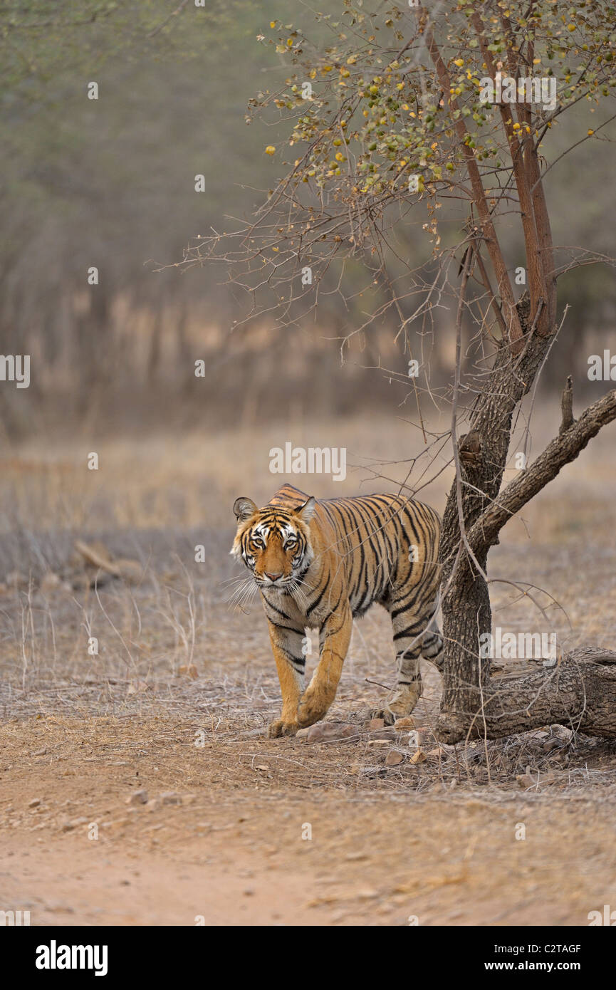 Tiger approach approaching hi-res stock photography and images - Alamy