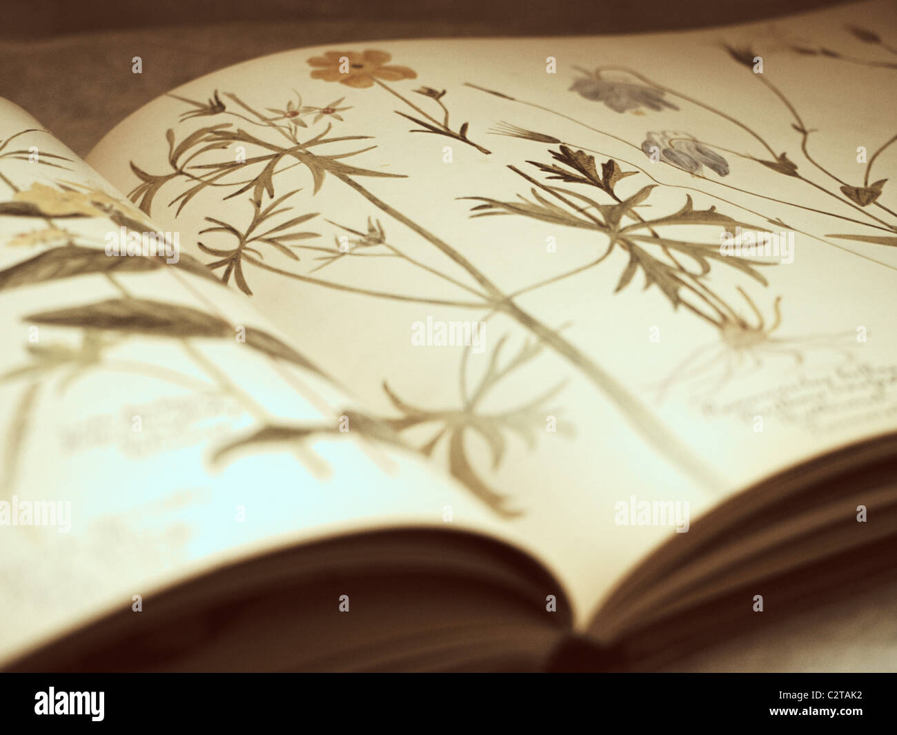 Victorian book drawing hi-res stock photography and images - Alamy