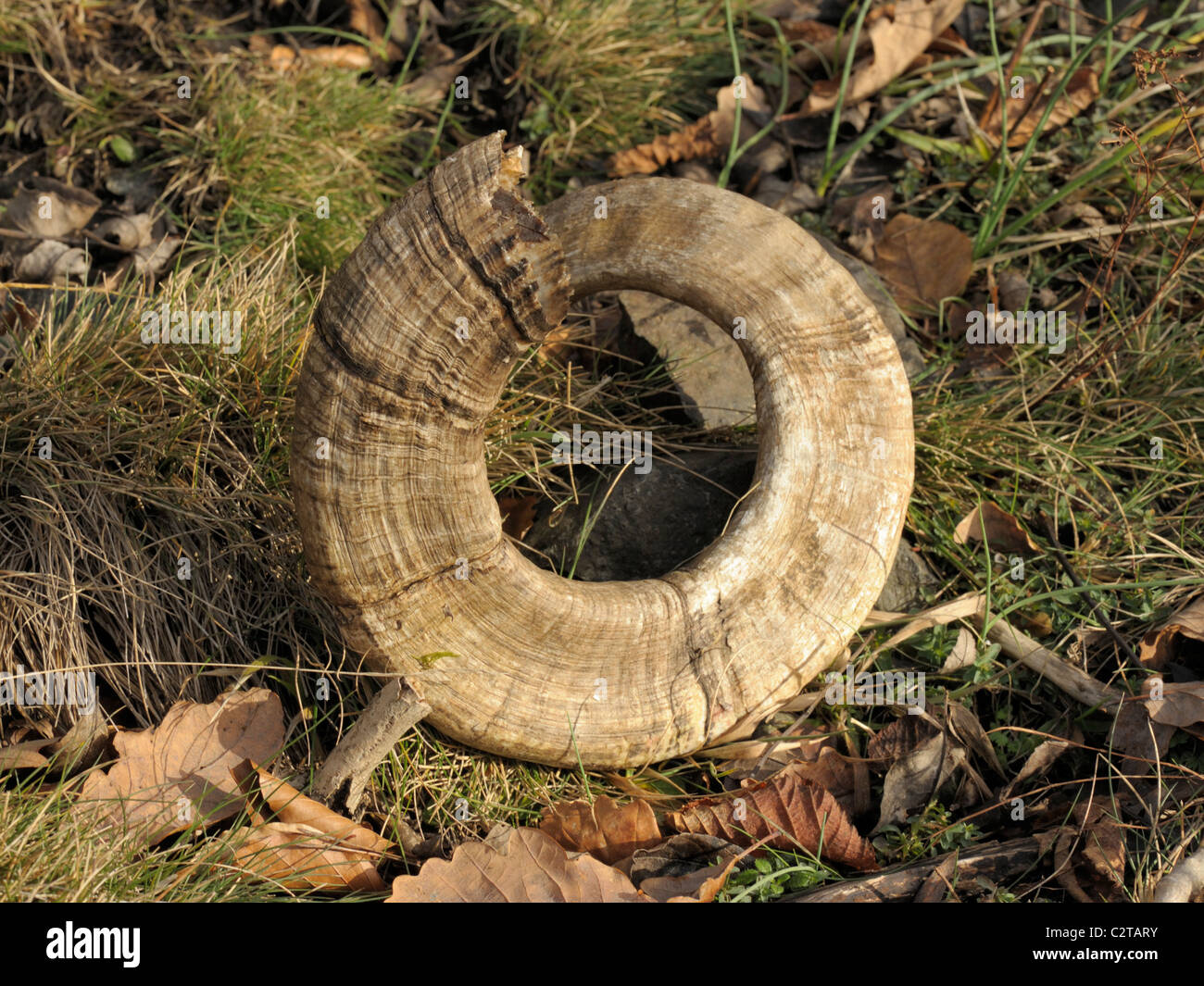 Rams horn hi-res stock photography and images - Alamy