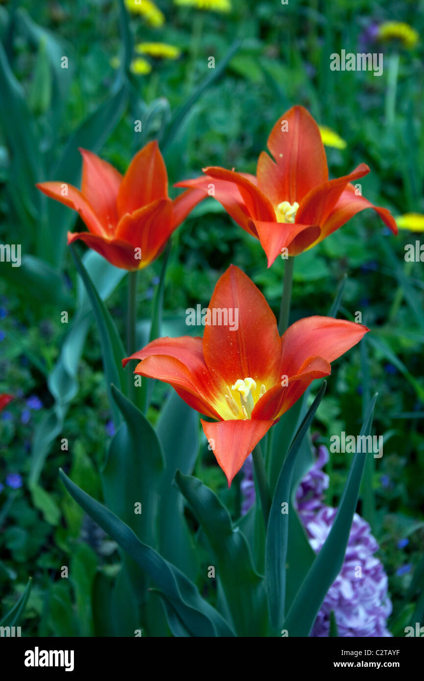 Tulipa - open tulips in the garden Stock Photo - Alamy