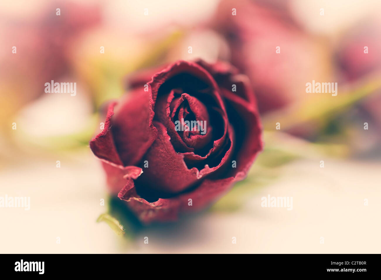 Dried flowers red rose closeup Stock Photo - Alamy