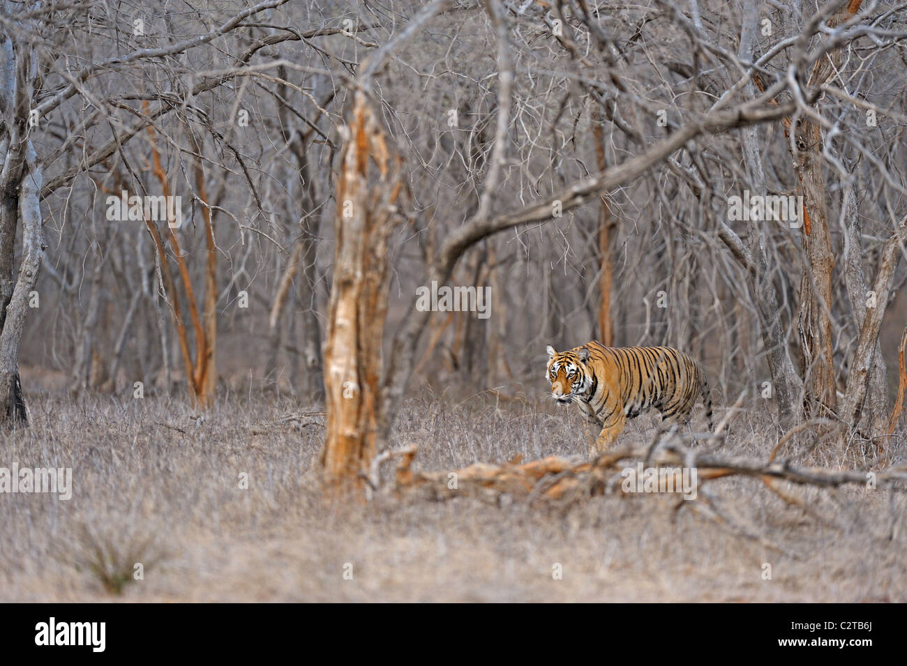 Tiger approach approaching hi-res stock photography and images - Alamy