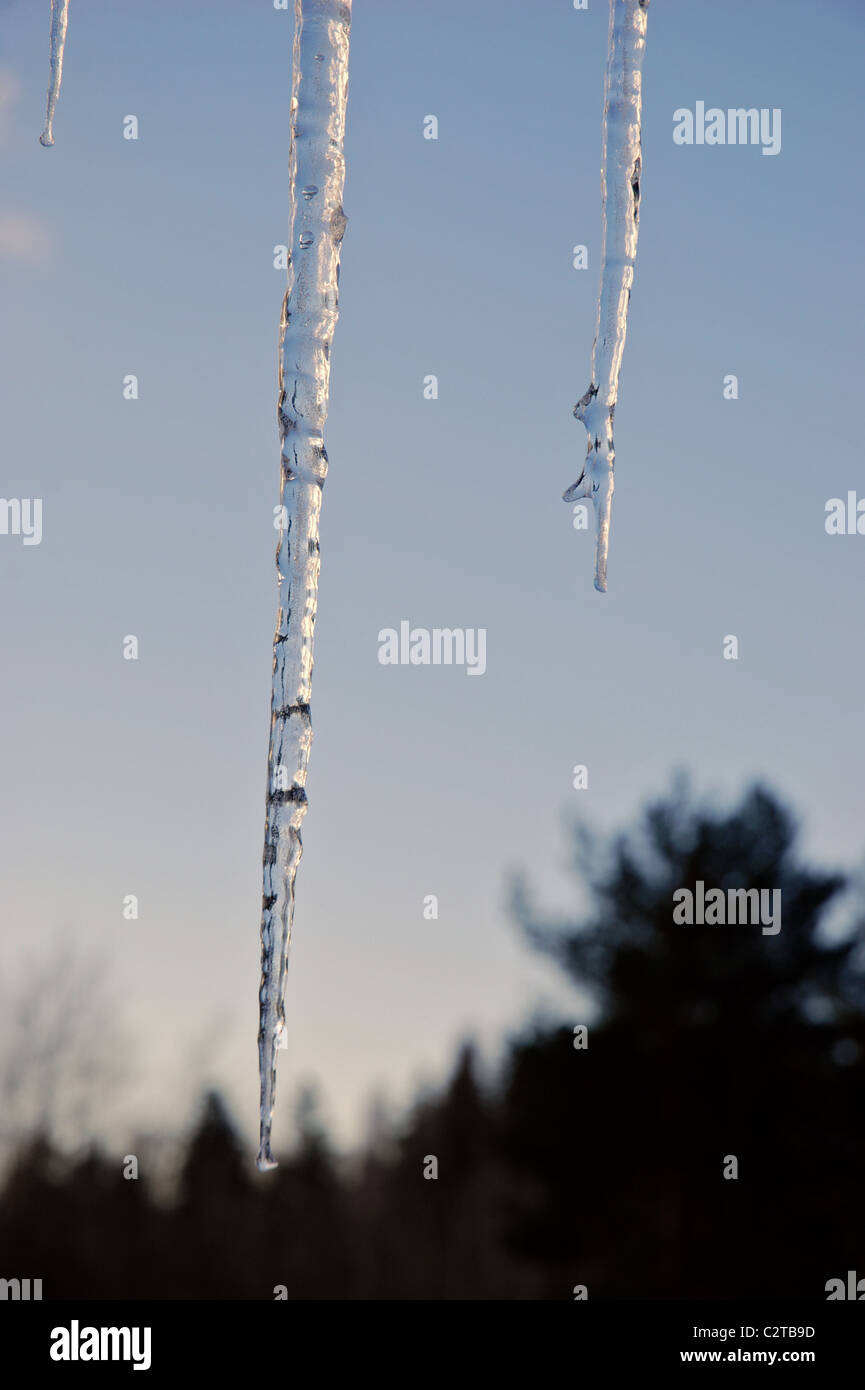 Icicle, ice, winter, ice, ice water, forest Stock Photo - Alamy