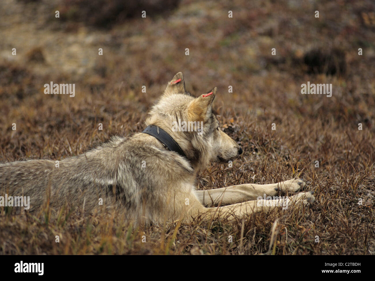 Grey Wolf, Denali National Park, Alaska Stock Photo - Alamy