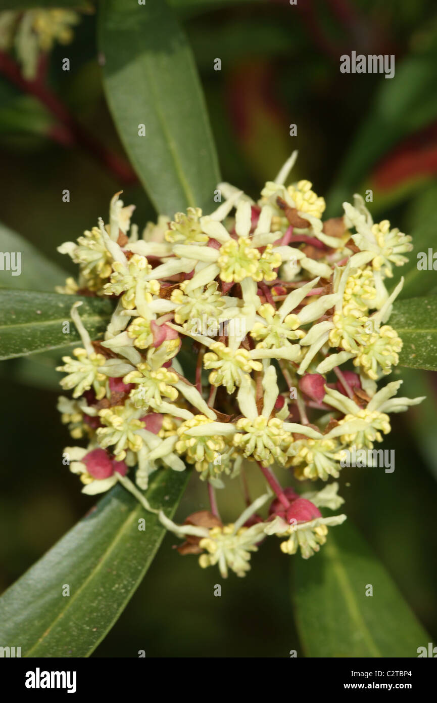 Drimys hi-res stock photography and images - Alamy