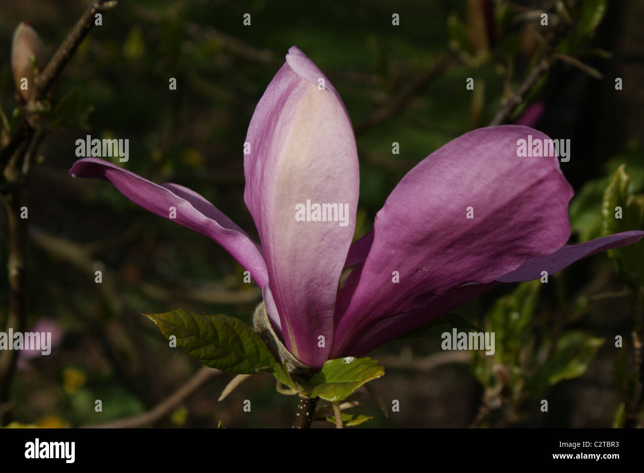Magnolia Susan High Resolution Stock Photography and Images - Alamy