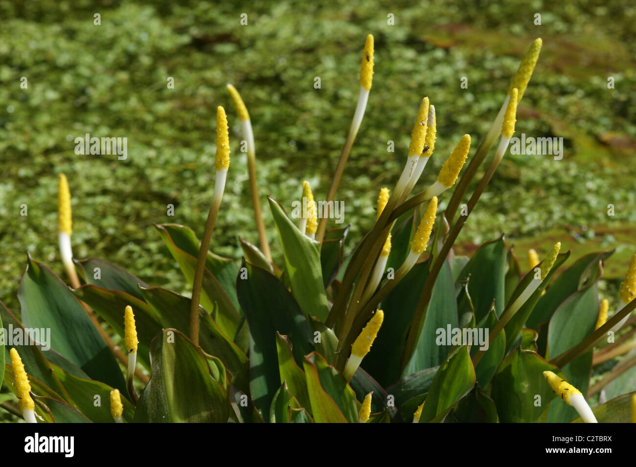 Orontium aquaticum hi-res stock photography and images - Alamy