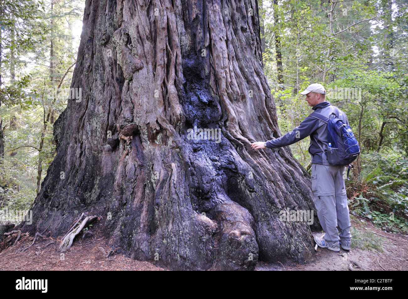 Redwoods National Park, California, USA Stock Photo - Alamy
