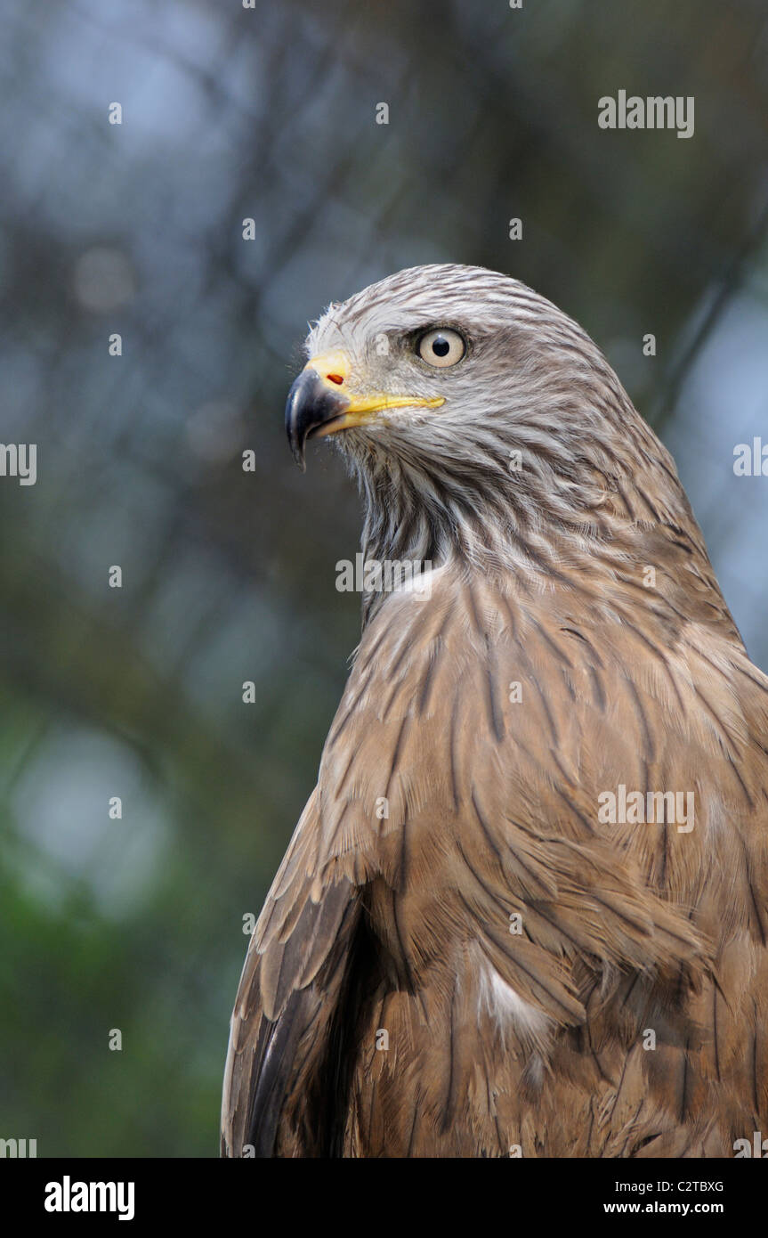 Black Kite (Milvus migrans) Close-up of head. Captive - Rotterdam Zoo ...