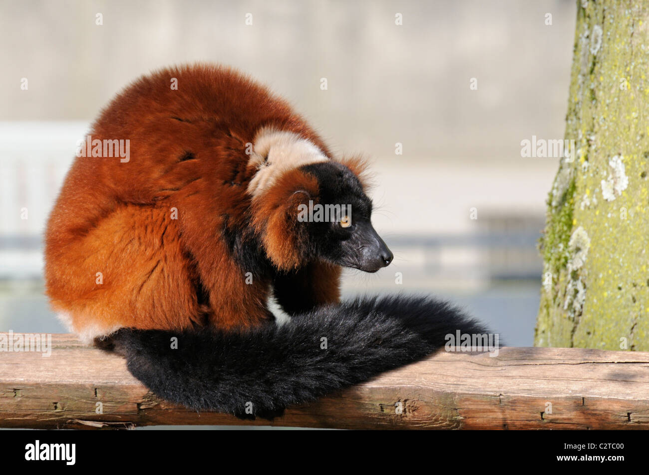 Red Lemur (Eulemur rufus), Amsterdam Zoo Stock Photo - Alamy