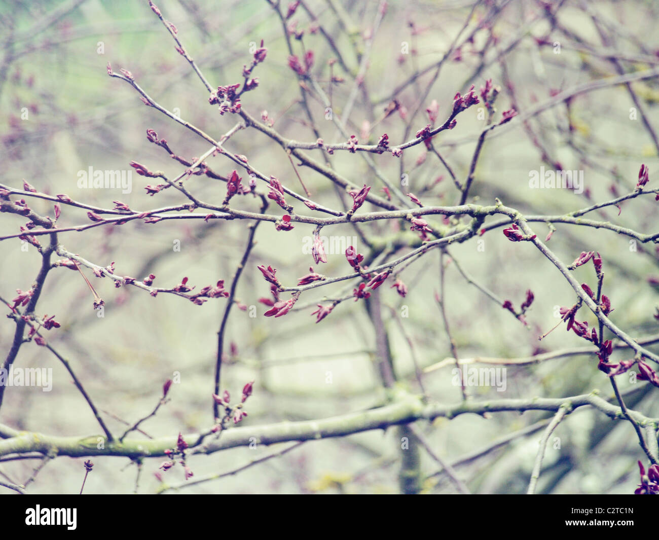 Cherry tree branches Stock Photo - Alamy