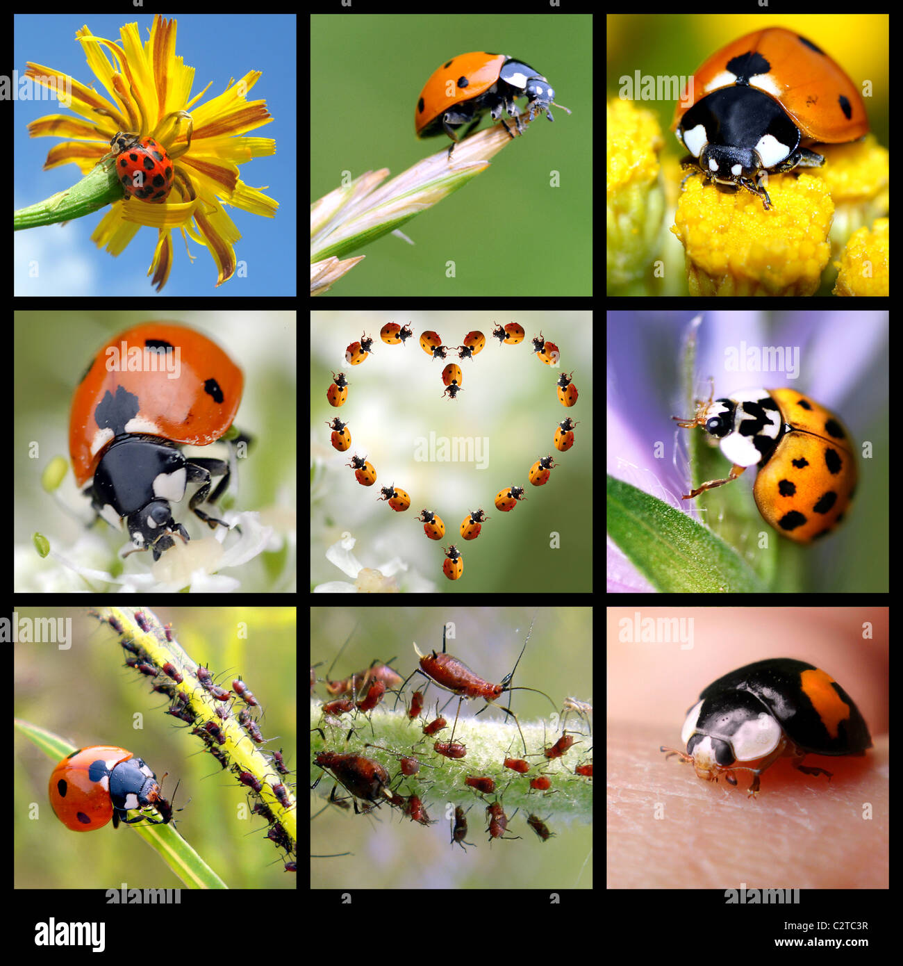 Ladybug flower ladybug square hi-res stock photography and images - Alamy