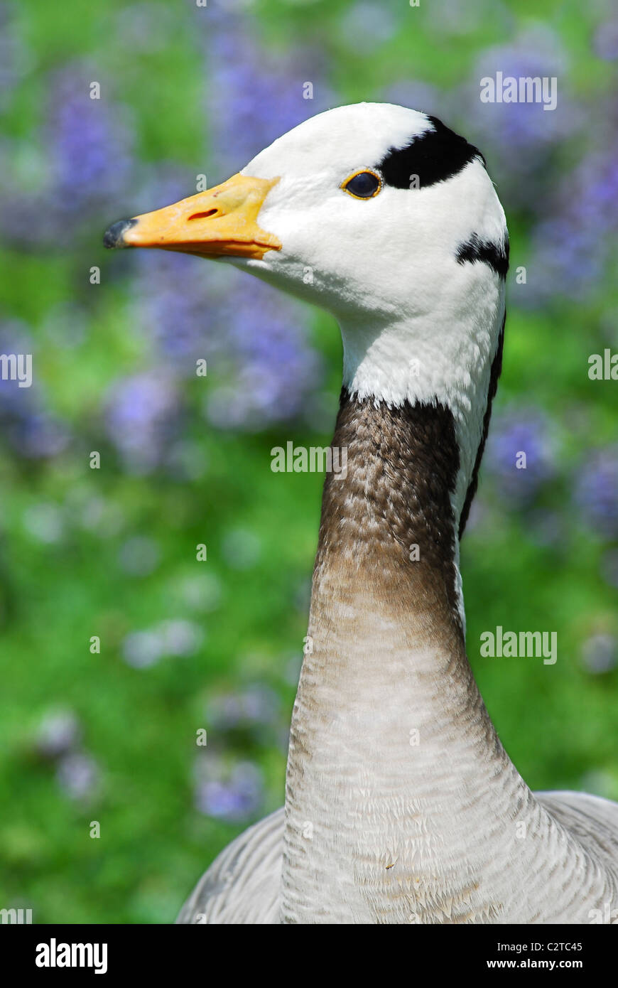 Portrait of Bar-headed Goose (Anser indicus Stock Photo - Alamy
