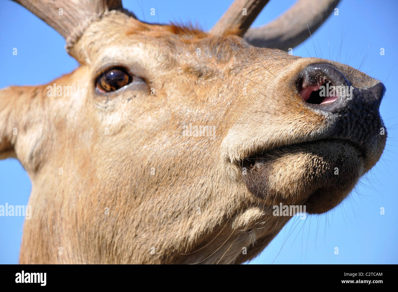 Deer head closeup Stock Photo - Alamy