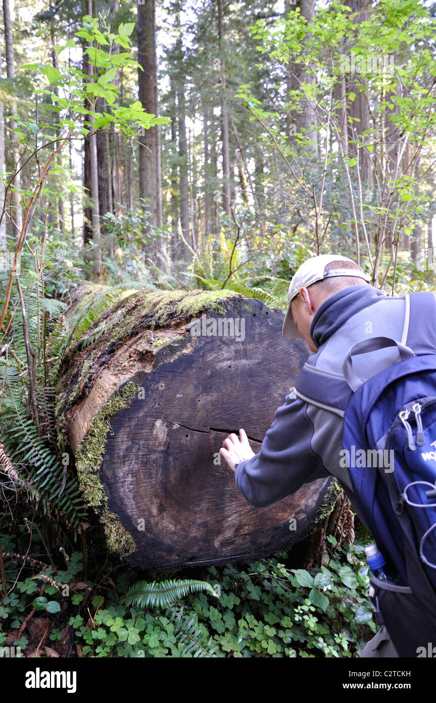 Cut redwoods hi-res stock photography and images - Alamy