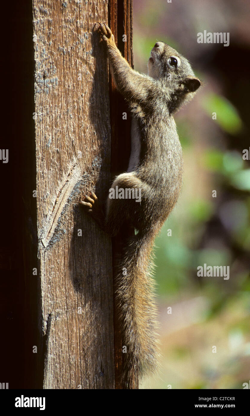 Alaskan ground squirrel hi-res stock photography and images - Alamy