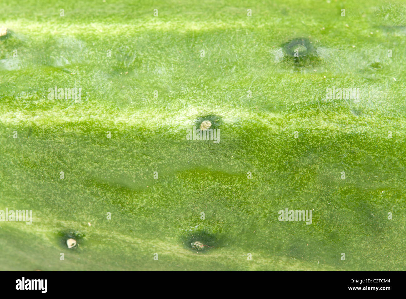 background in a green rind of a fresh cucumber Stock Photo - Alamy