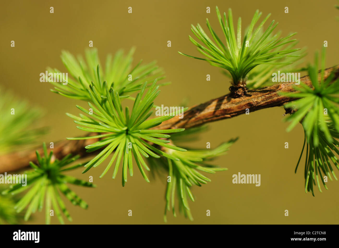 Larch needle hi-res stock photography and images - Alamy