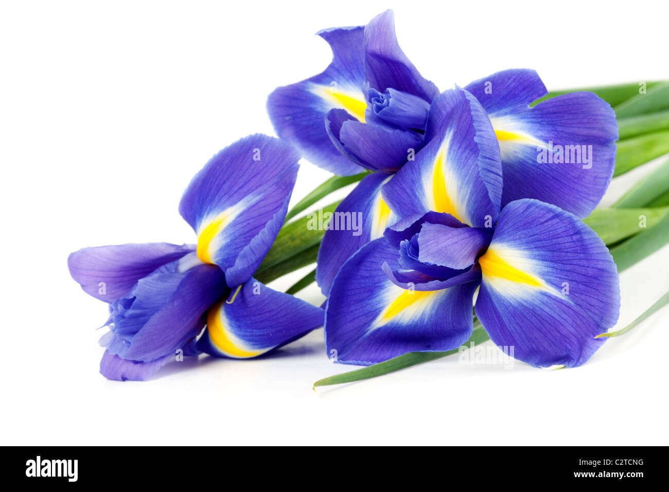 iris bouquet of fresh flowers isolated on white background Stock Photo ...