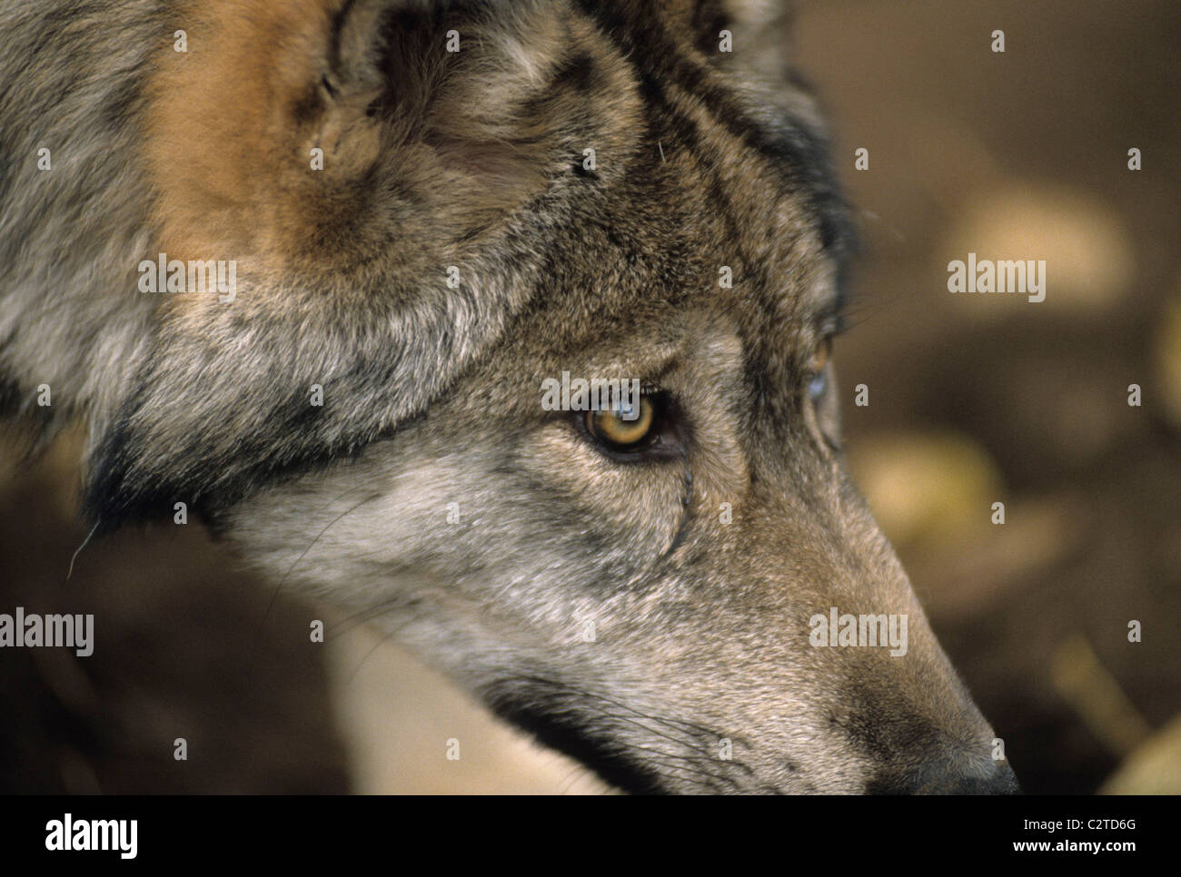 Grey wolves denali national park hi-res stock photography and images ...