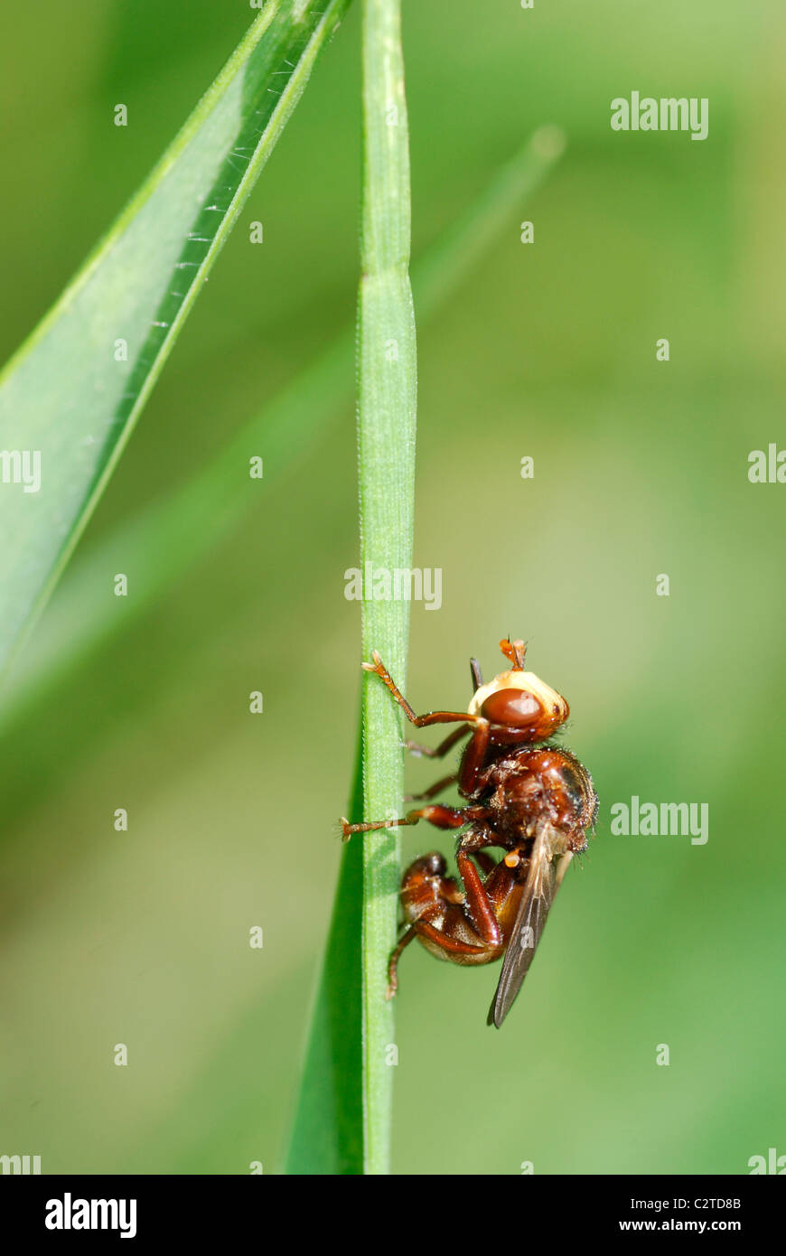 Macro of profile fly (Diptera) on grass Stock Photo - Alamy