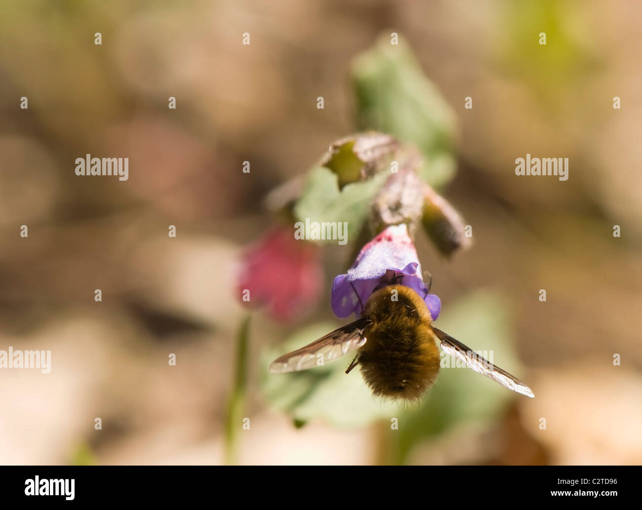 Super resolved hi-res stock photography and images - Alamy