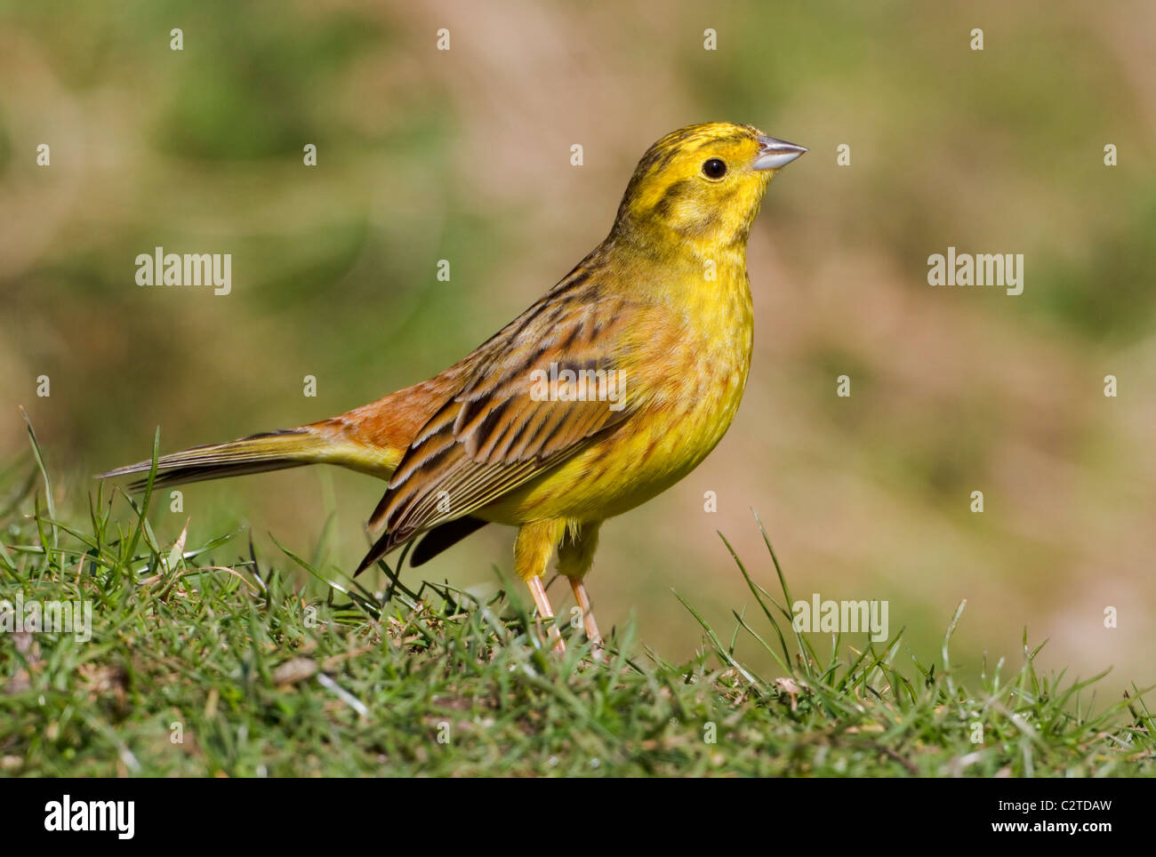 Yellowhammer Emberiza citrinella male on grass Stock Photo - Alamy