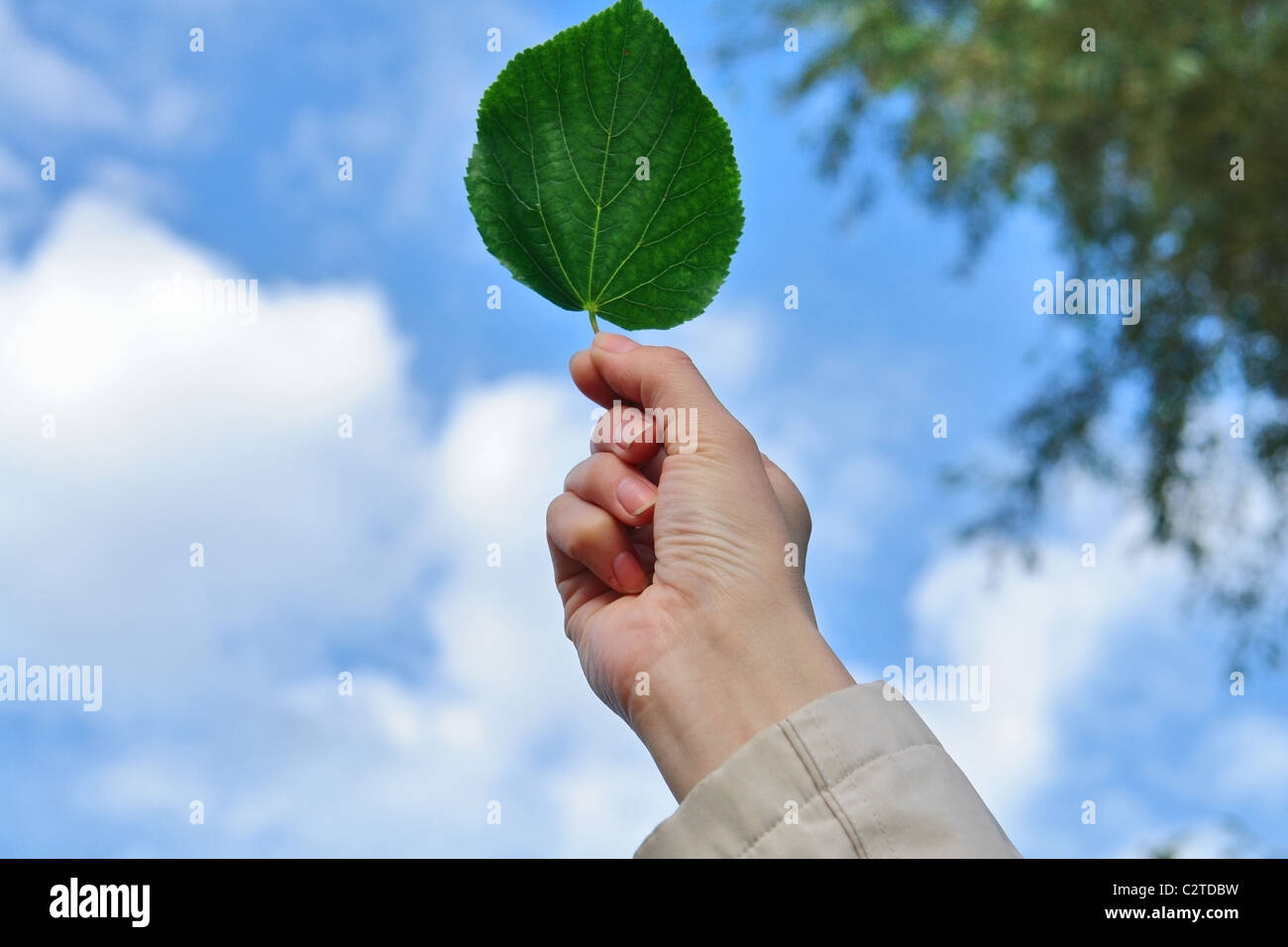 Nature leaf on hand hi-res stock photography and images - Alamy