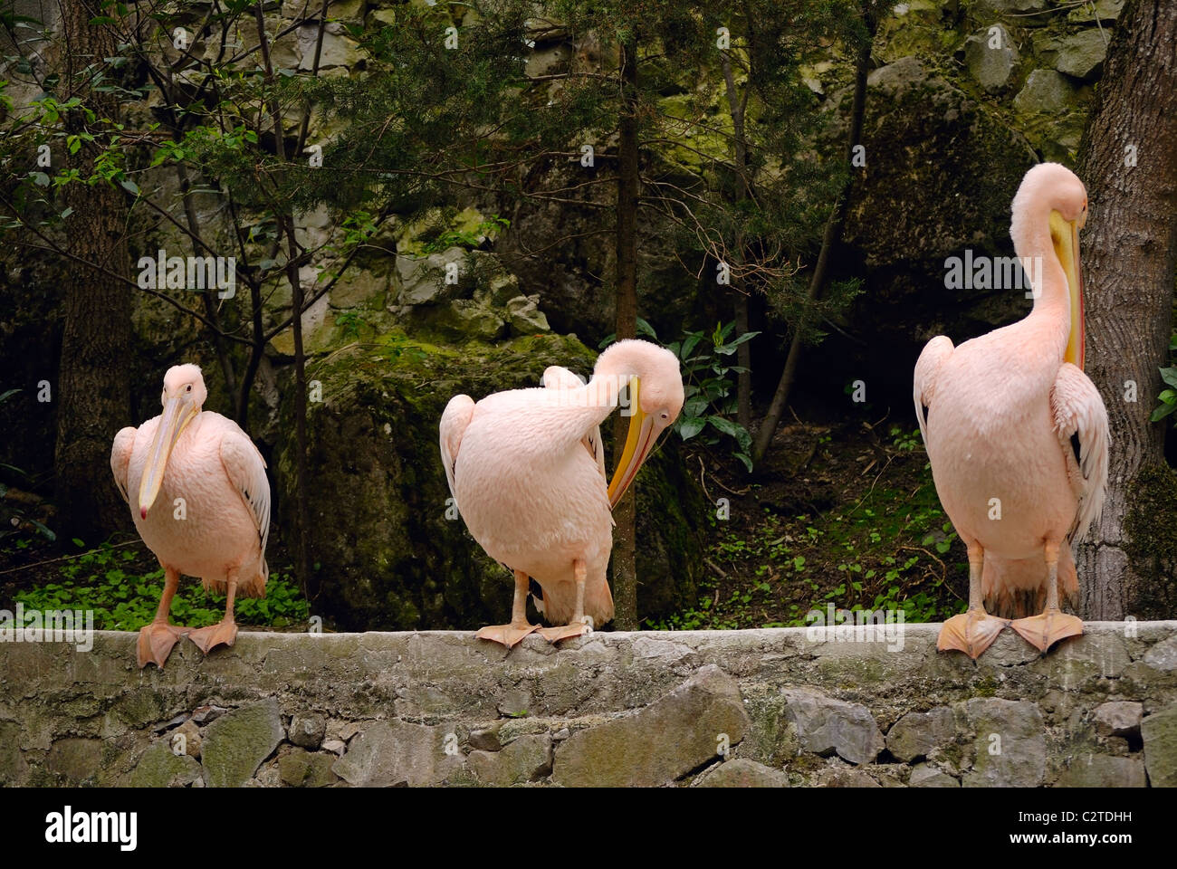 Bird water pink feather hi-res stock photography and images - Alamy