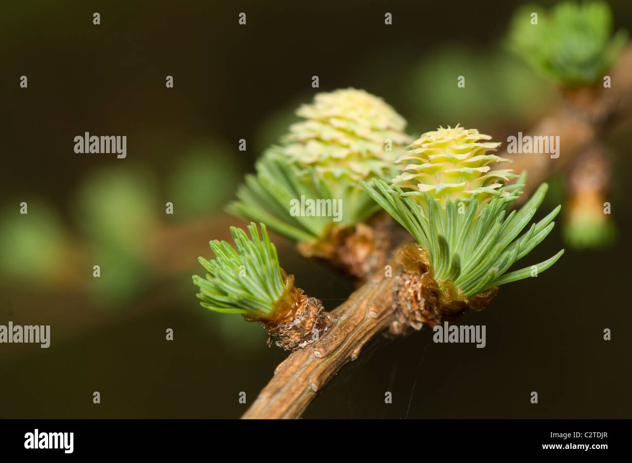 Larch farm hi-res stock photography and images - Alamy