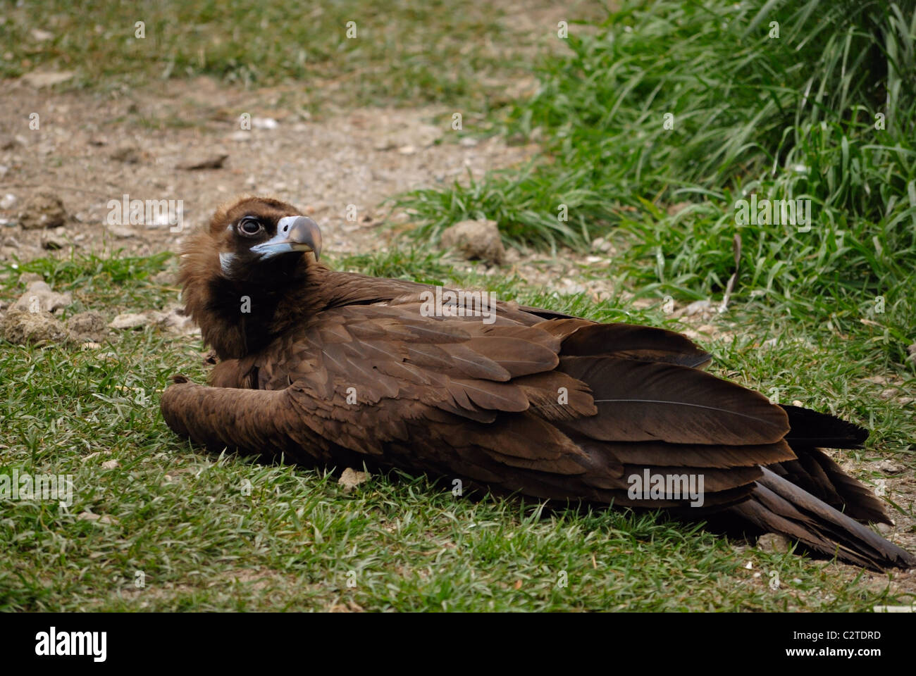 Scavenging animals hi-res stock photography and images - Alamy