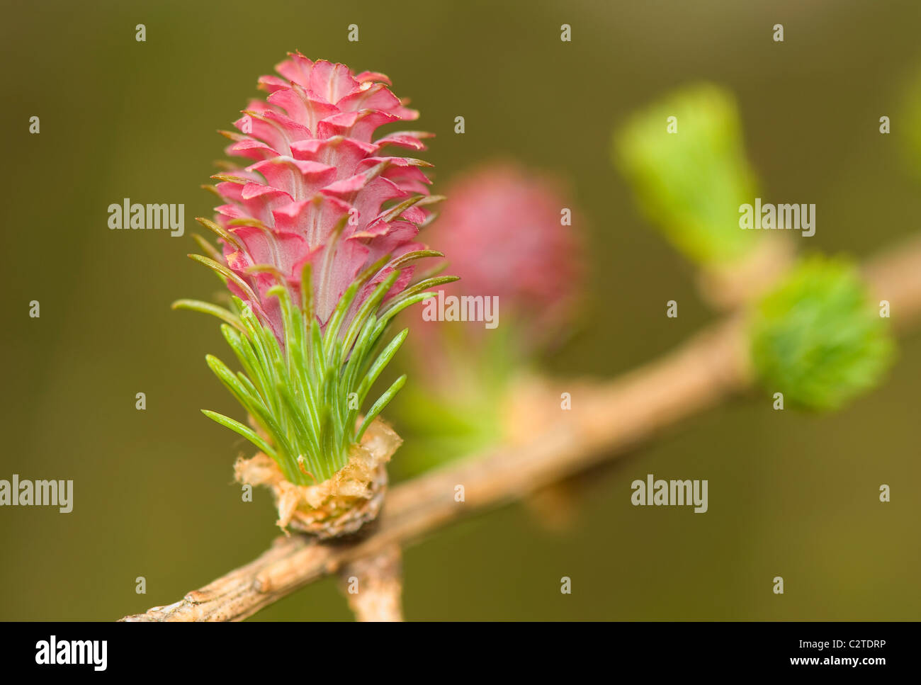 Larch farm hi-res stock photography and images - Alamy