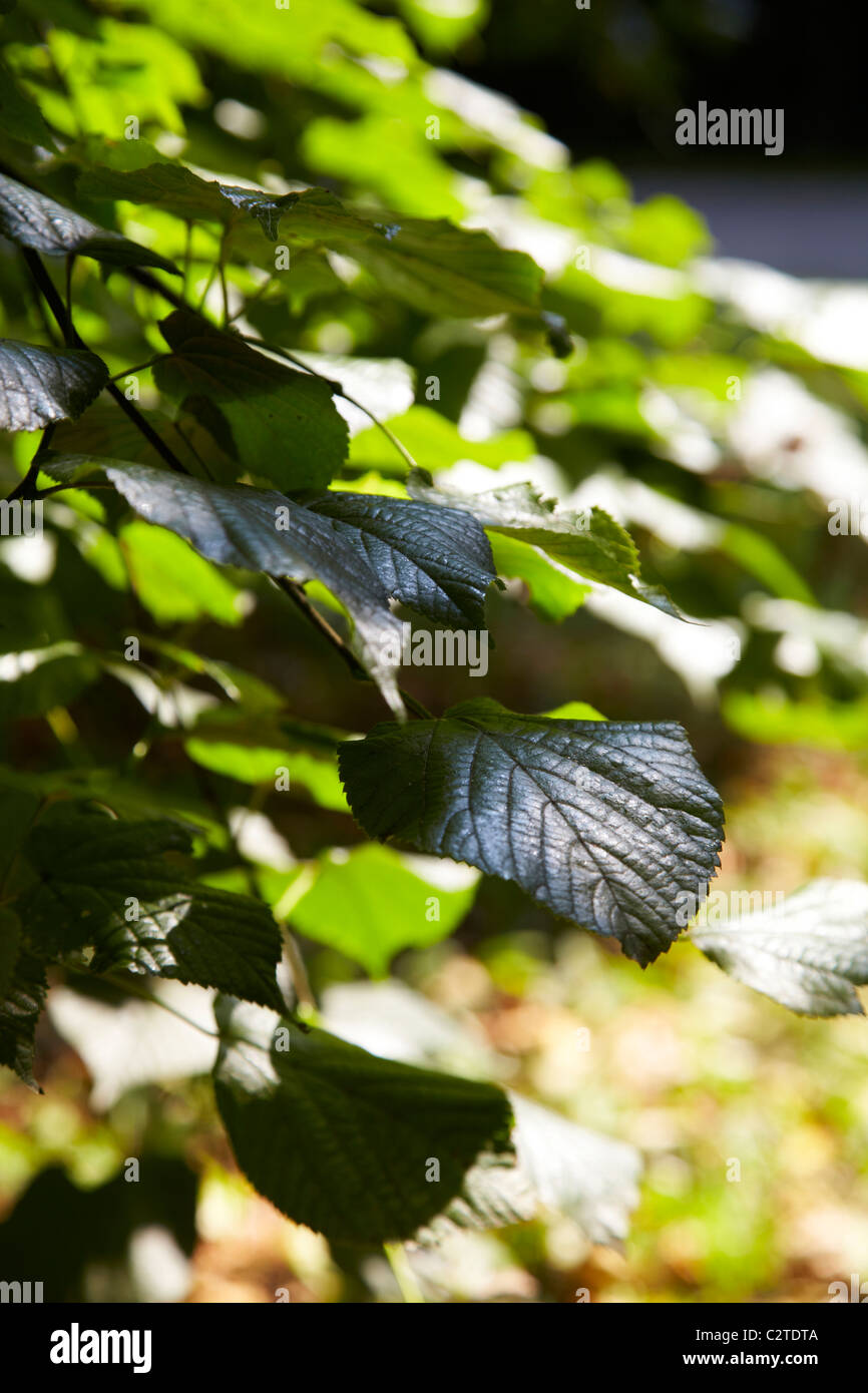 Bight sunny day of leaves from tree with more leaves in background out ...