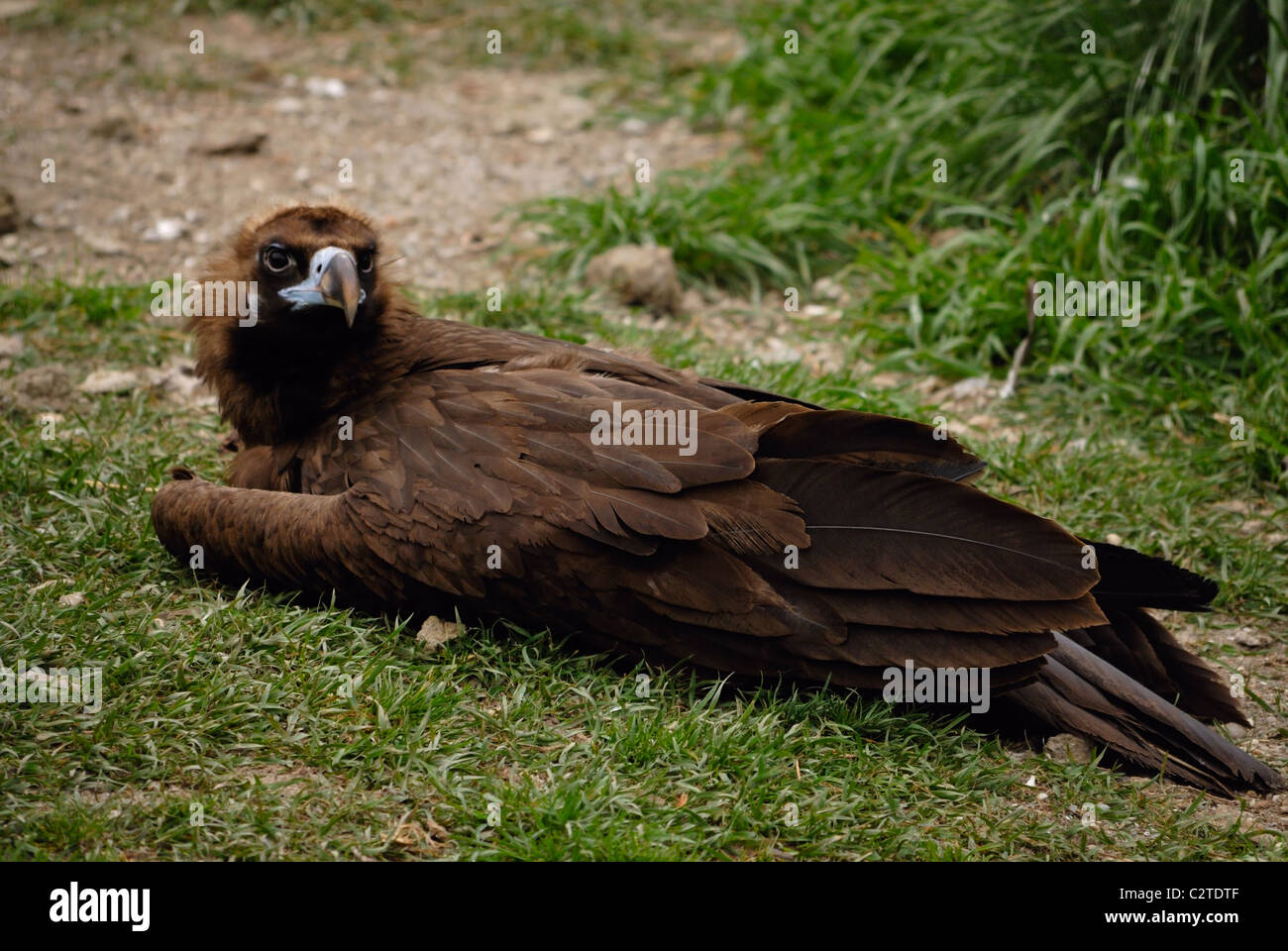 scavenging bird vulture on grass Stock Photo - Alamy