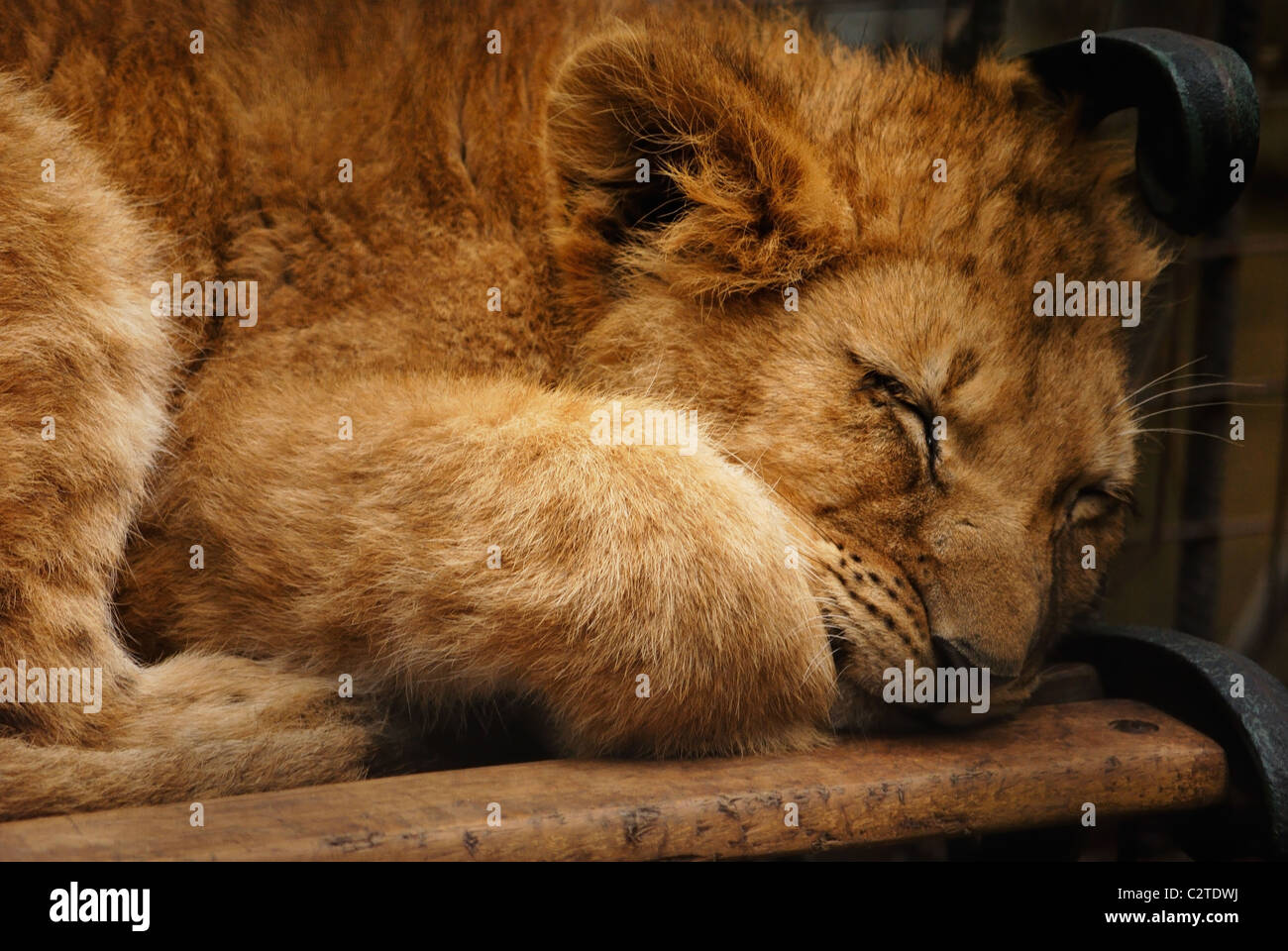 little lionet sleeping on bench Stock Photo - Alamy