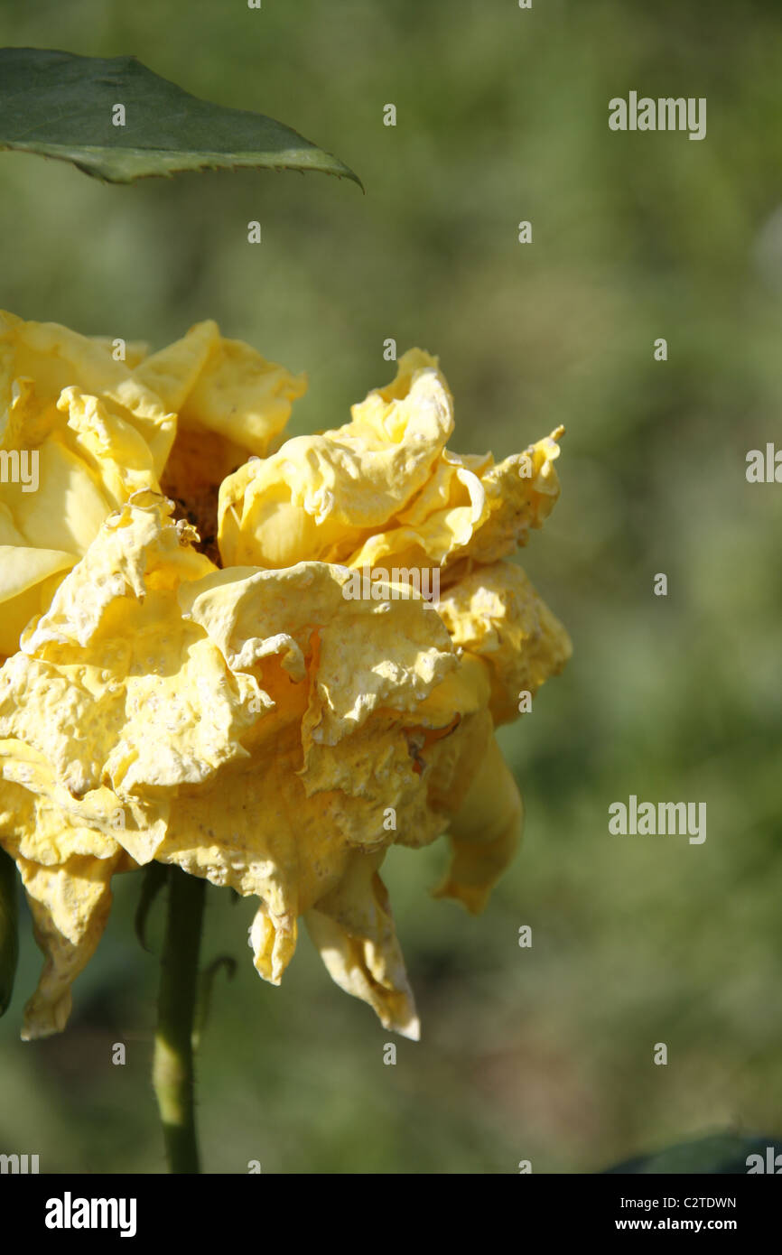 Wilt Flower High Resolution Stock Photography and Images - Alamy