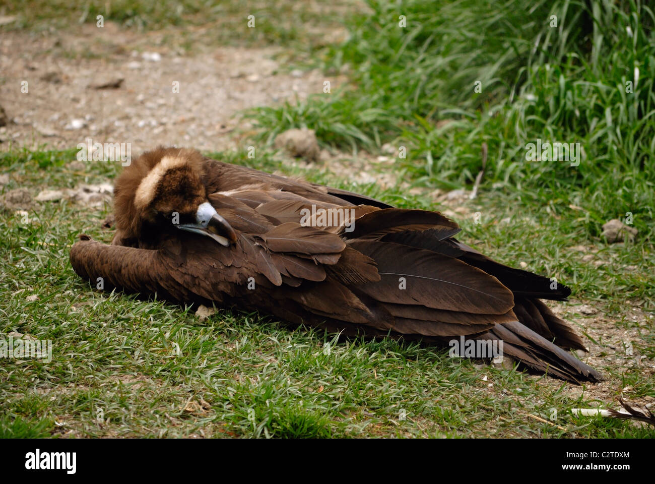 scavenging bird vulture on grass Stock Photo - Alamy