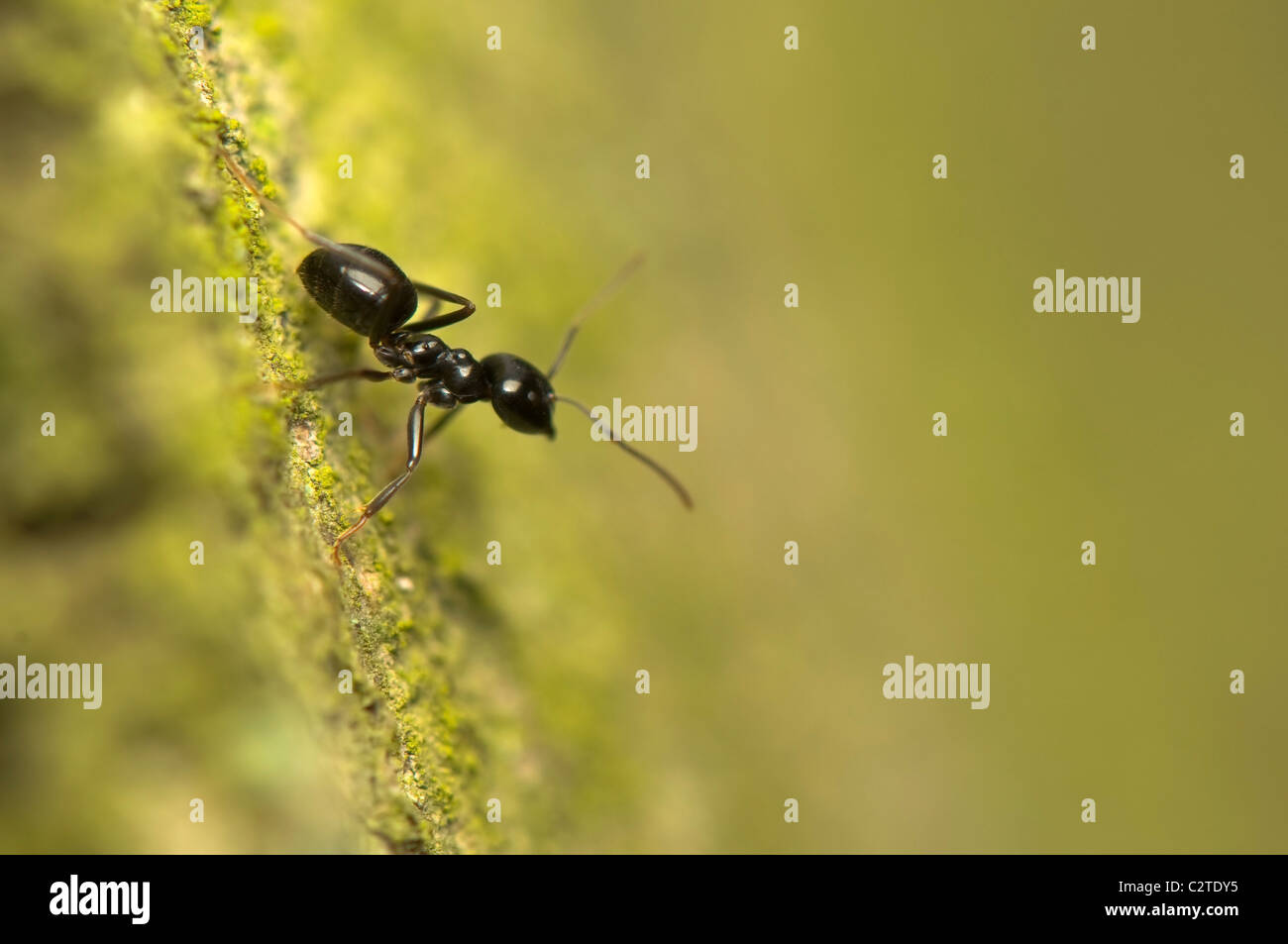 Leg antenna hi-res stock photography and images - Alamy