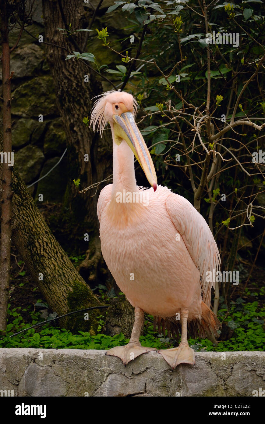 Bird water pink feather hi-res stock photography and images - Alamy