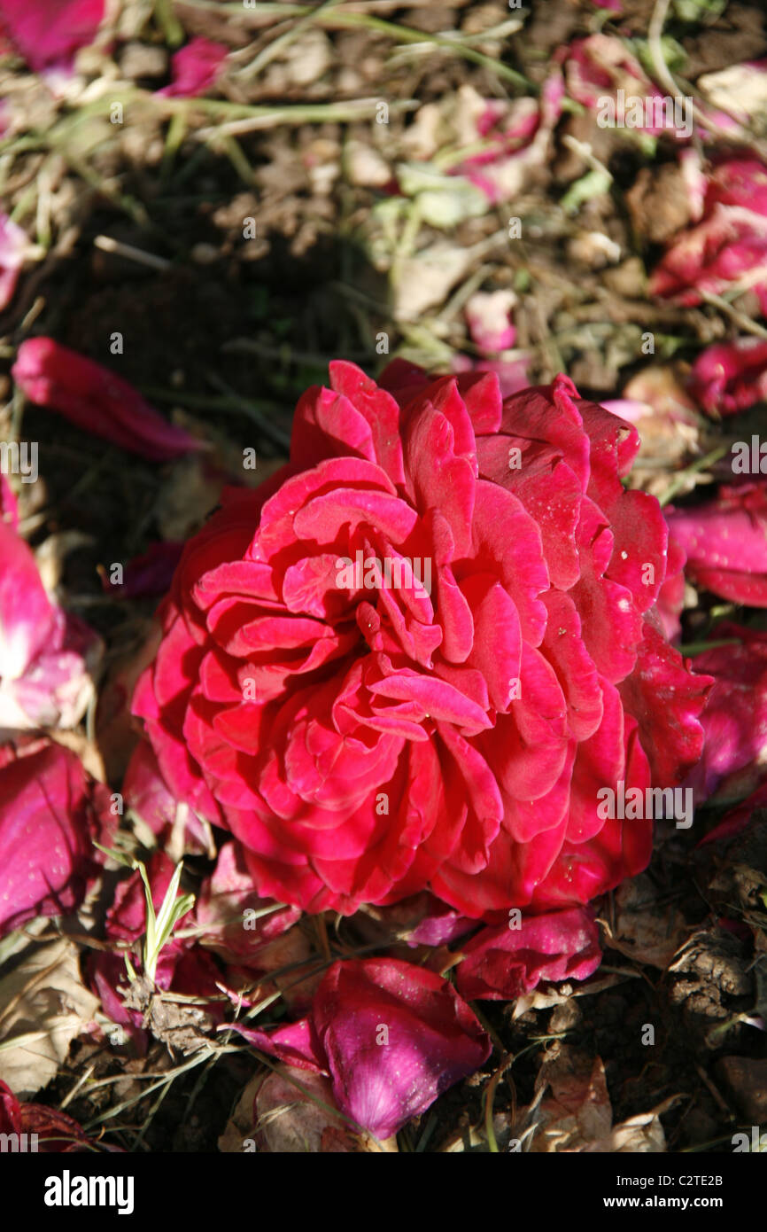 Rose petals fall floor hi-res stock photography and images - Alamy