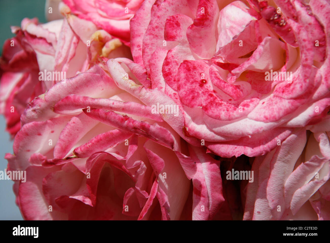 Close up wilting detail roses hi-res stock photography and images - Alamy
