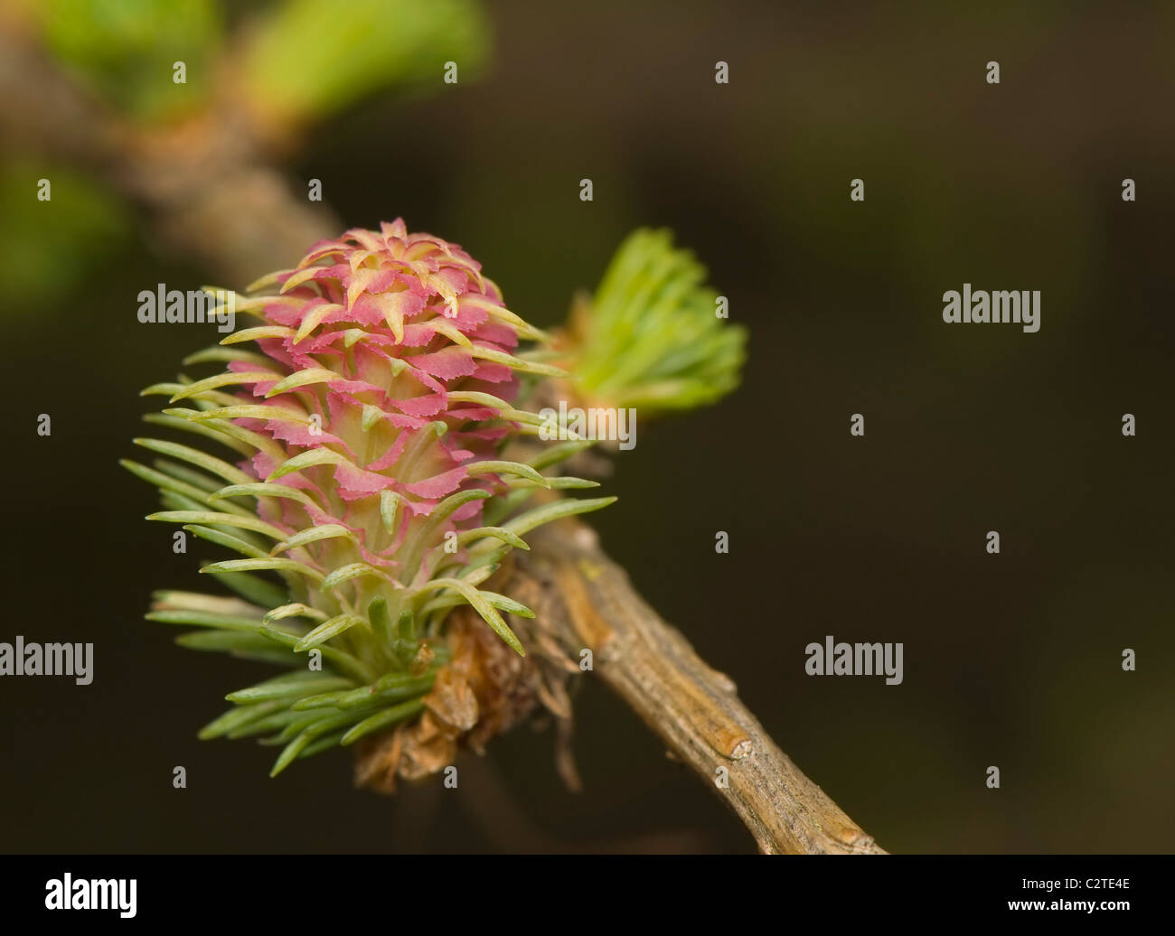 Larch farm hi-res stock photography and images - Alamy