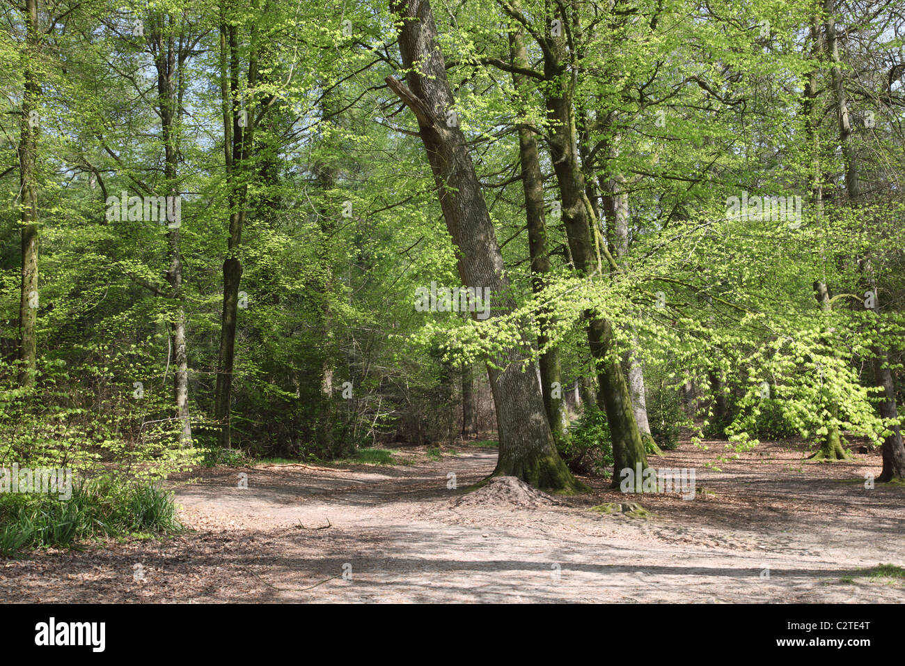 Shearwater longleat estate hi-res stock photography and images - Alamy