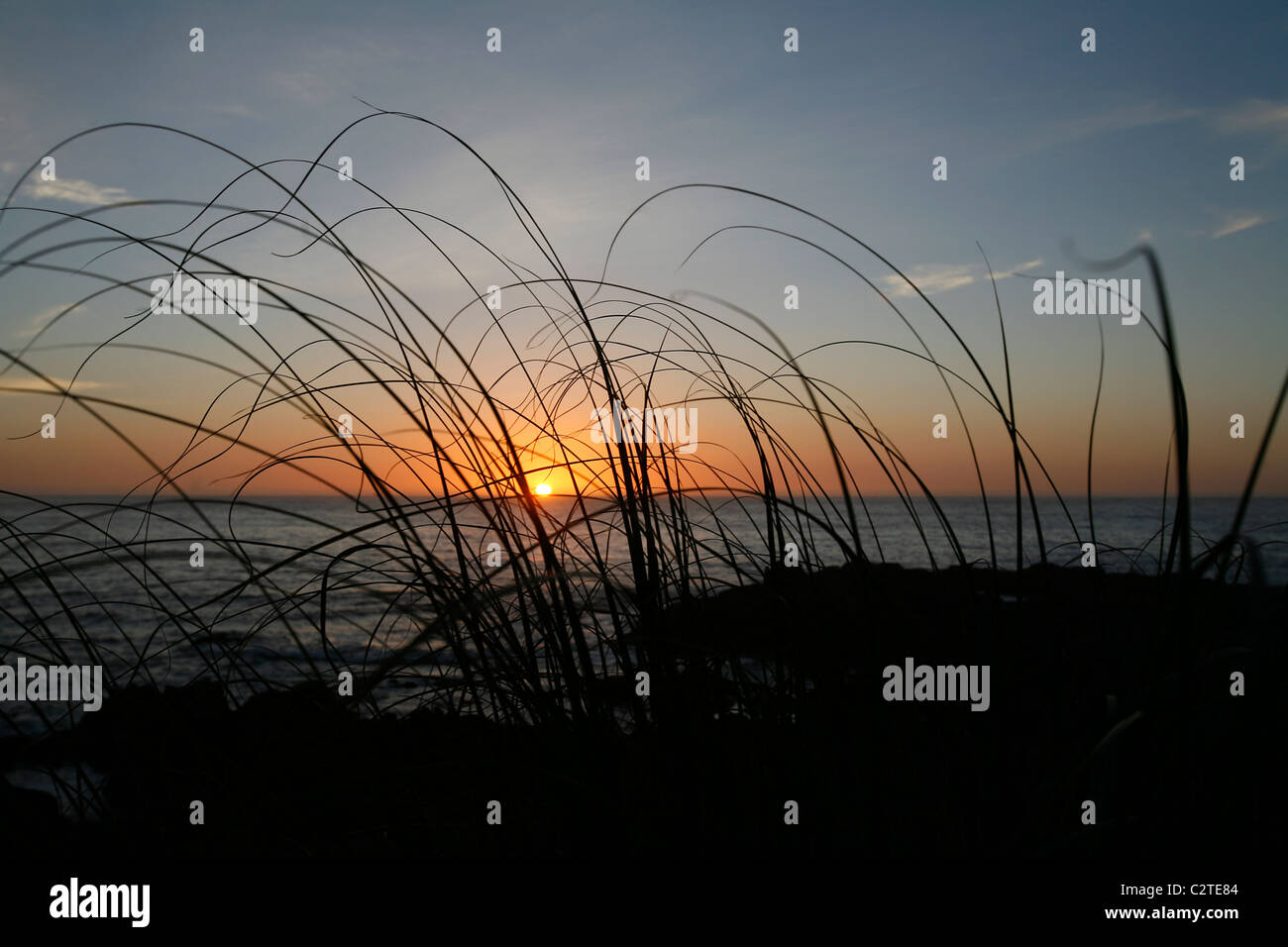 Arbusto arbusto arbustos arbustos hi-res stock photography and images ...