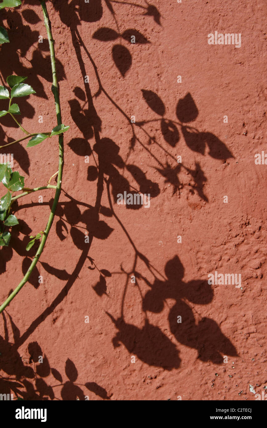 rose bush flowers plant shadow on wall in sun Stock Photo - Alamy