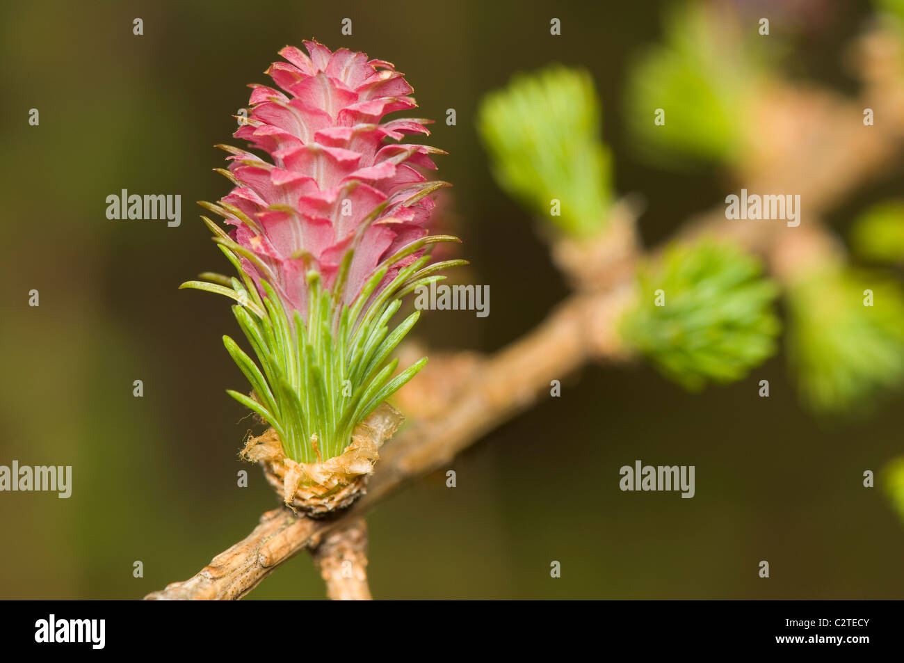 Larch flower hi-res stock photography and images - Alamy