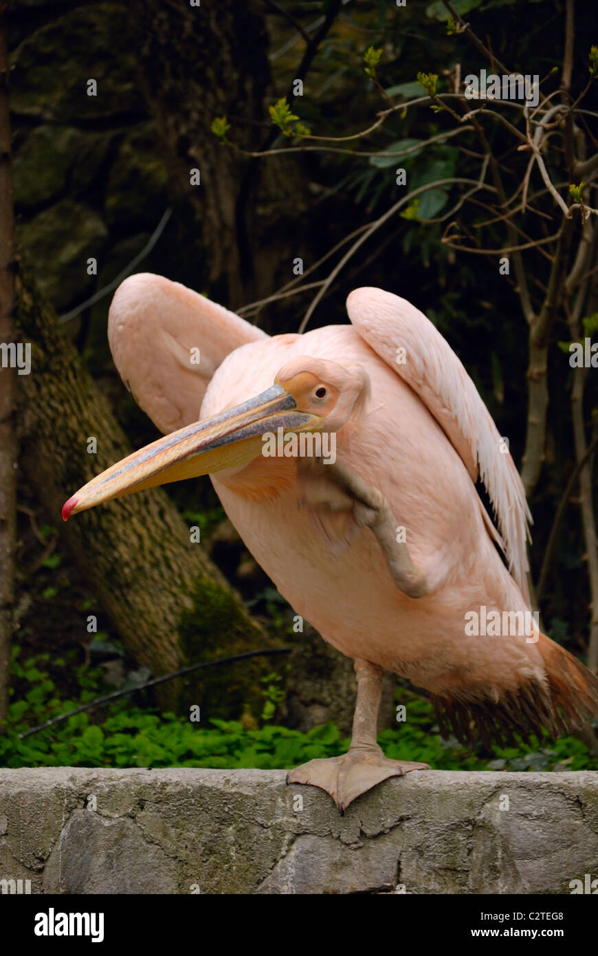 beautiful water bird Pink-backed Pelican Stock Photo - Alamy