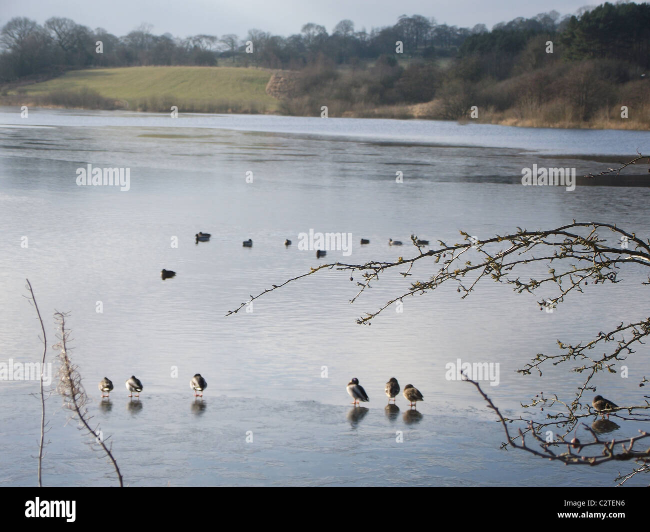 birds on a lake Stock Photo - Alamy